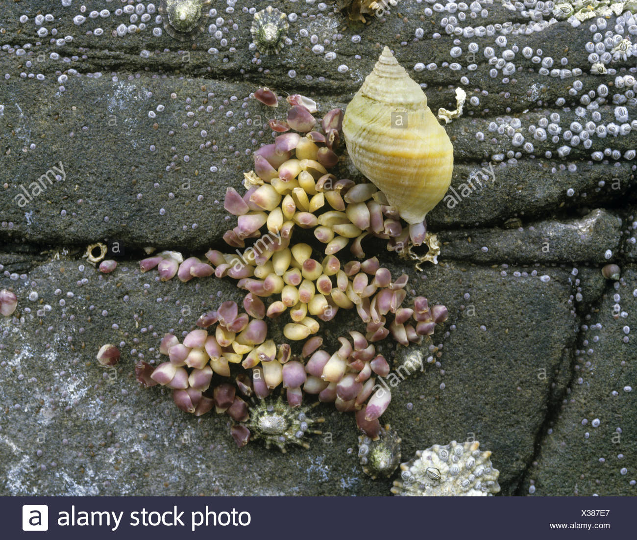 Nucella Lapillus High Resolution Stock Photography and Images - Alamy