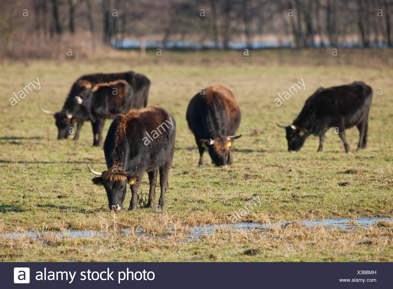 Aurochsen Stock Photos & Aurochsen Stock Images - Alamy