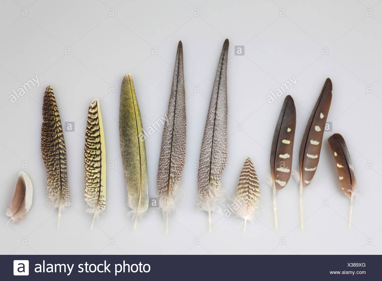 Different Types Of Birds High Resolution Stock Photography and Images ...