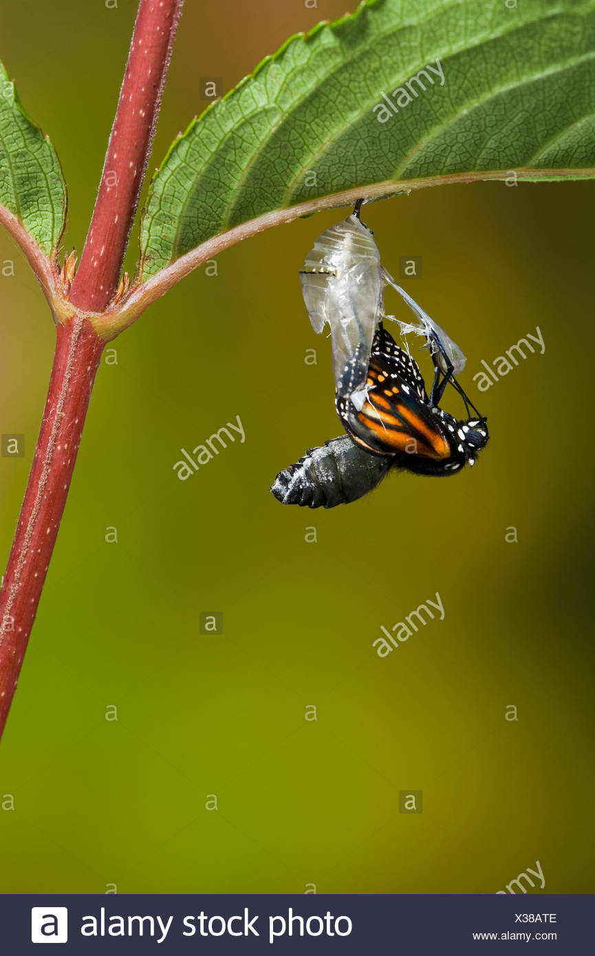Butterfly Abdomen High Resolution Stock Photography and Images - Alamy