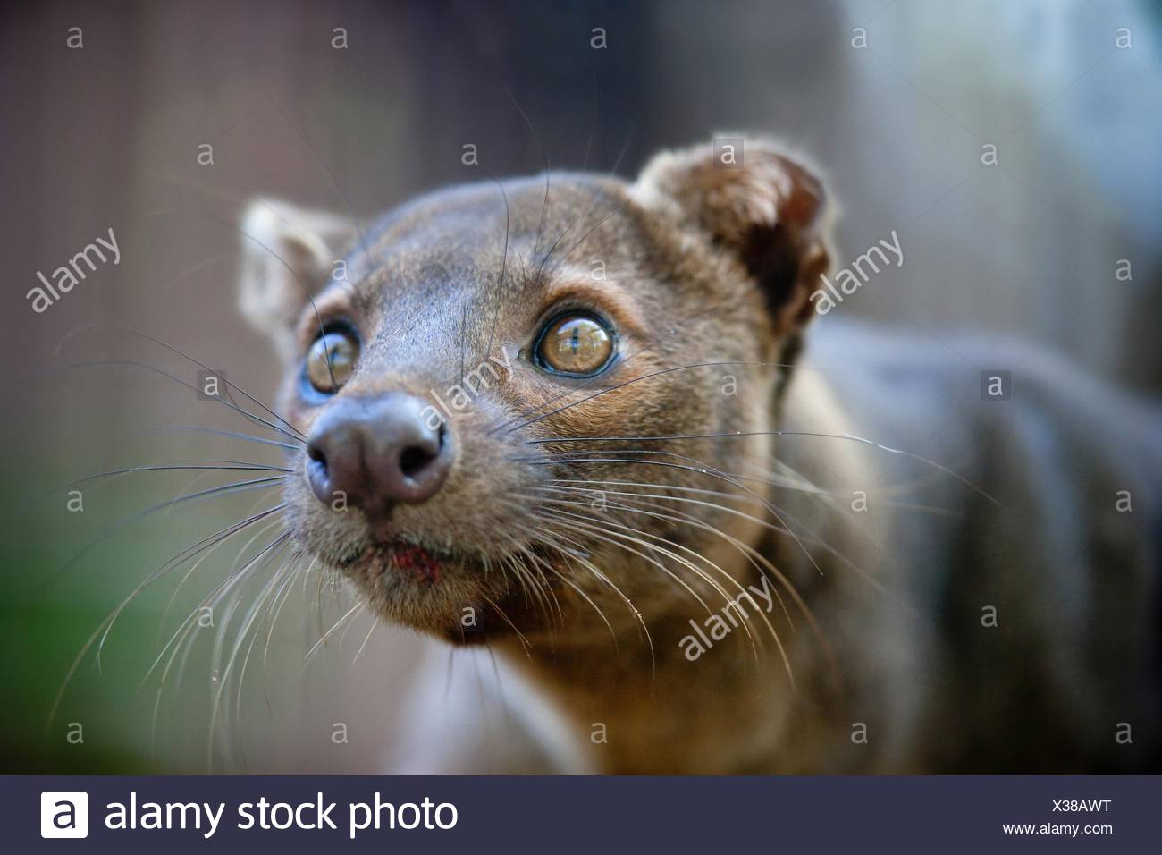 Captive Fossa High Resolution Stock Photography and Images - Alamy