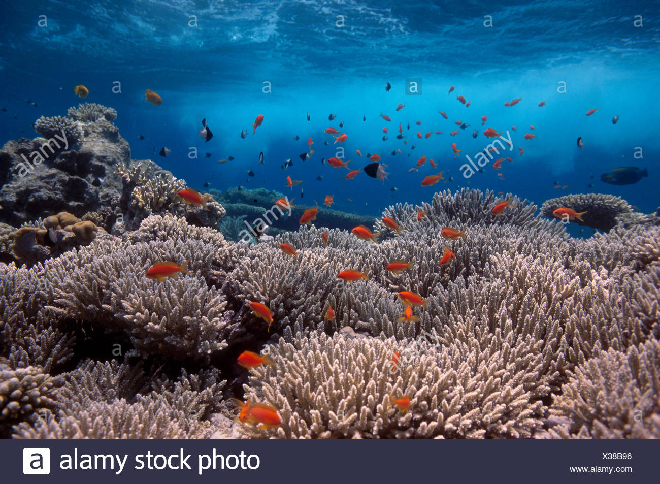 Shallow Reefs High Resolution Stock Photography and Images - Alamy
