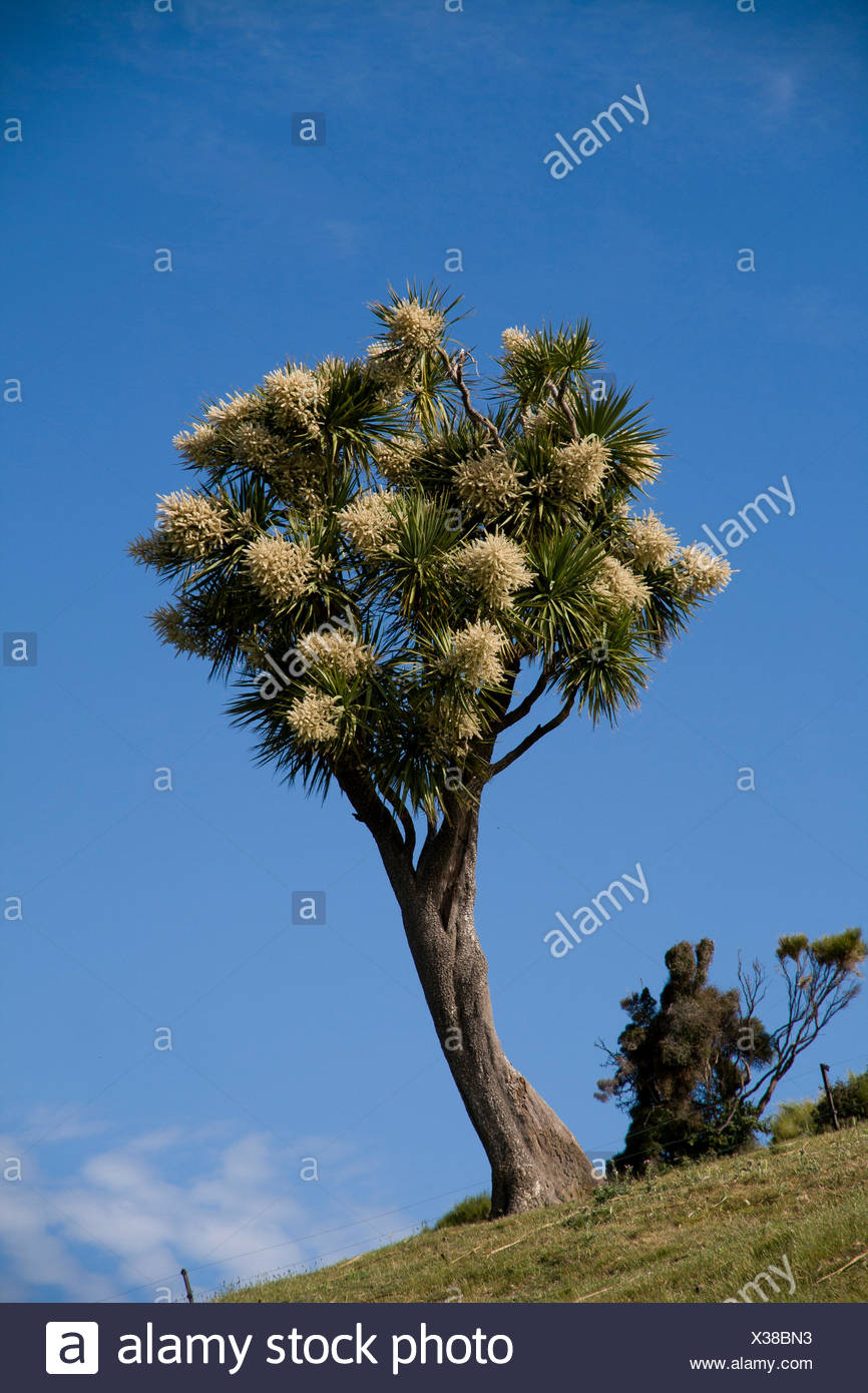 Cabbage Tree Cordyline Australis High Resolution Stock Photography and ...