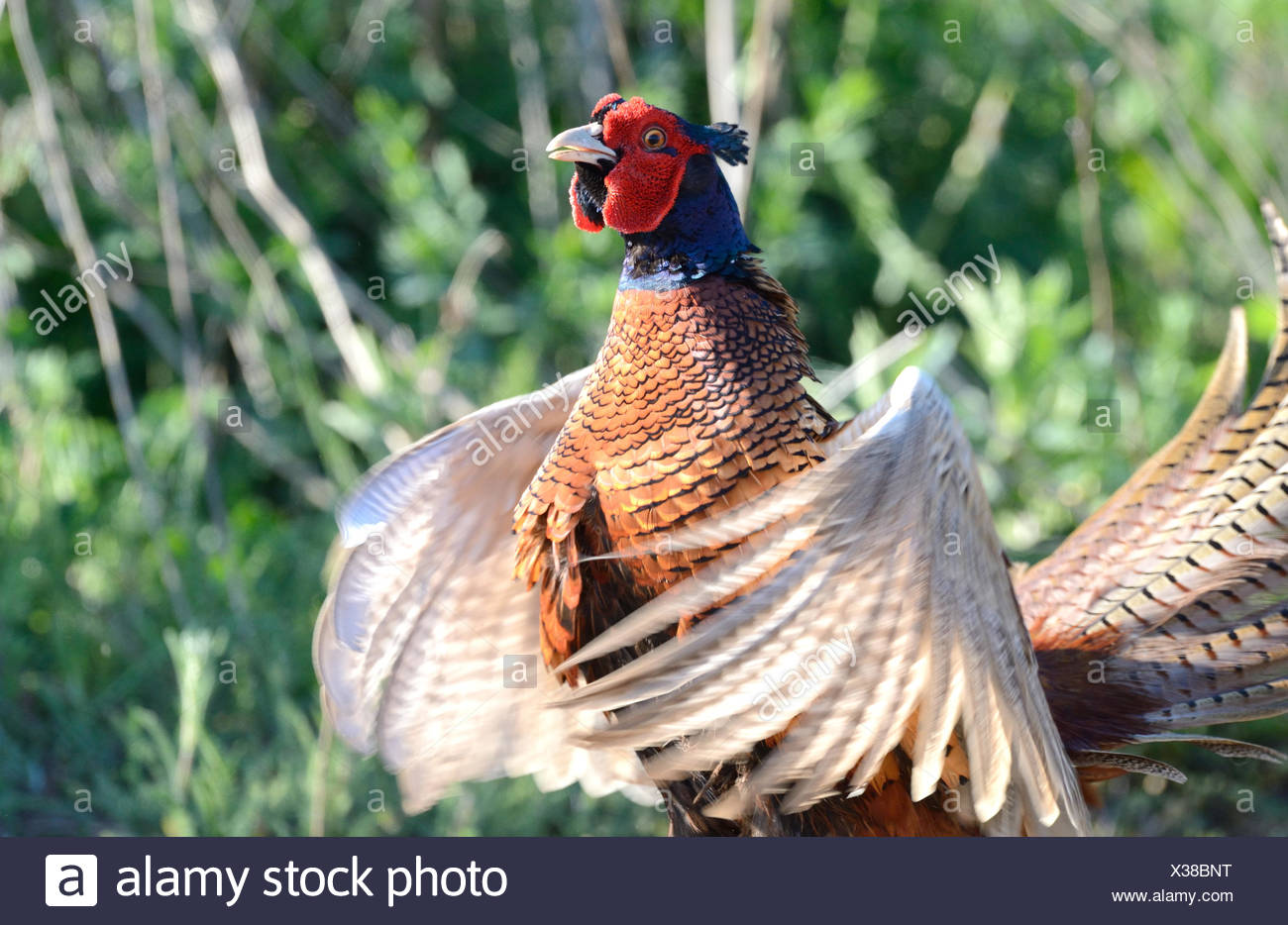 Partridge Bird High Resolution Stock Photography and Images - Alamy