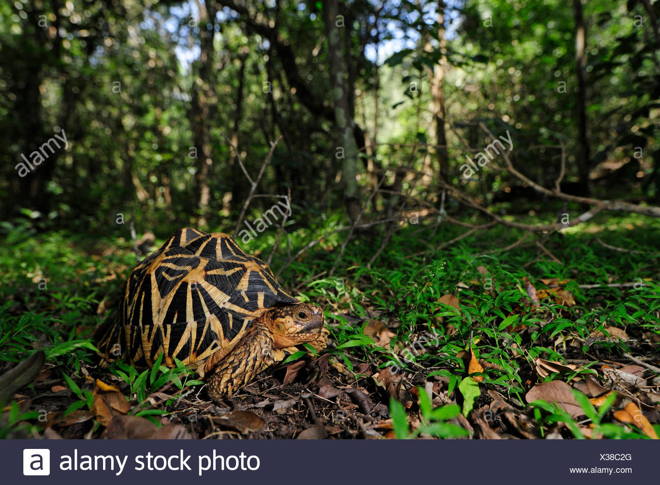 Testudo Elegans High Resolution Stock Photography and Images - Alamy
