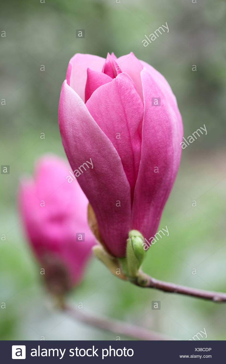 Red Magnolia High Resolution Stock Photography and Images - Alamy