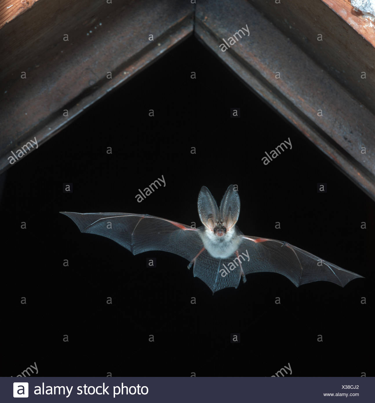 Grey Long Eared Bat High Resolution Stock Photography and Images - Alamy
