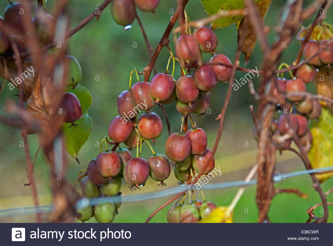 Mini Kiwis High Resolution Stock Photography and Images - Alamy