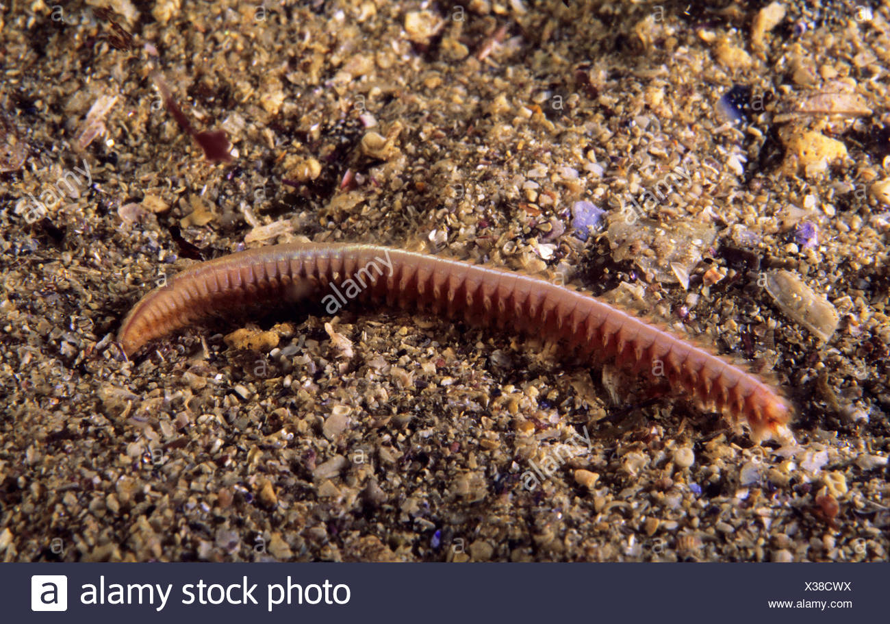 Nephtys High Resolution Stock Photography and Images - Alamy