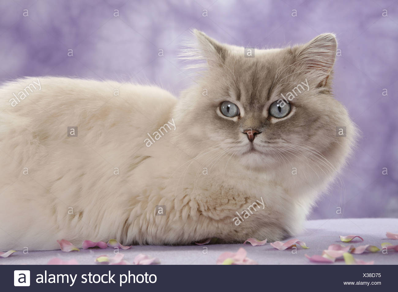 Lilac Tabby Point High Resolution Stock Photography and Images - Alamy