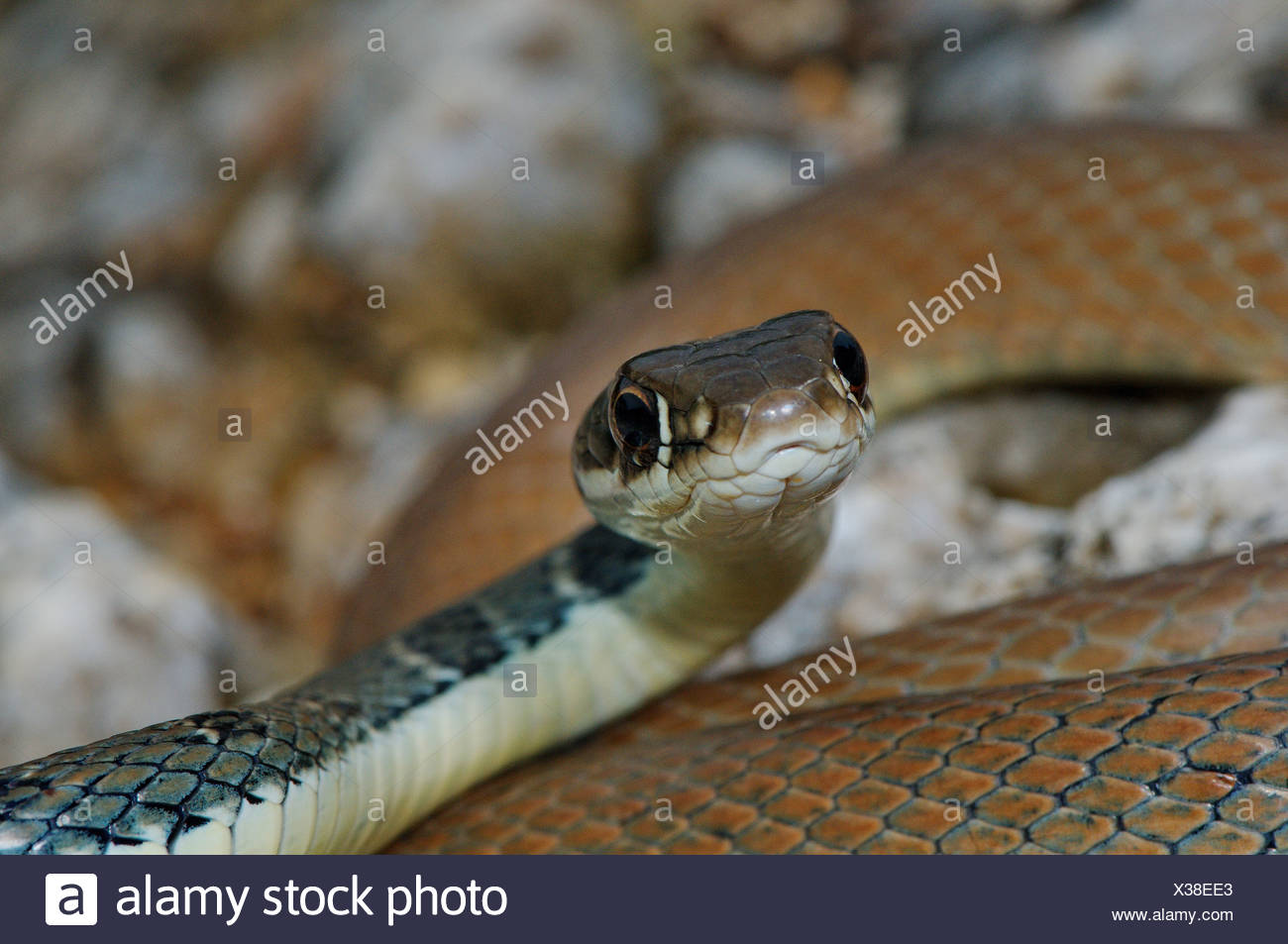 Venomous Snakes Of Greece High Resolution Stock Photography and Images ...