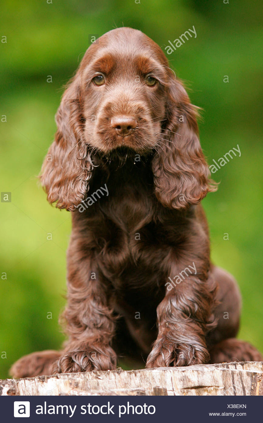 Brown Cocker Spaniel High Resolution Stock Photography and Images - Alamy