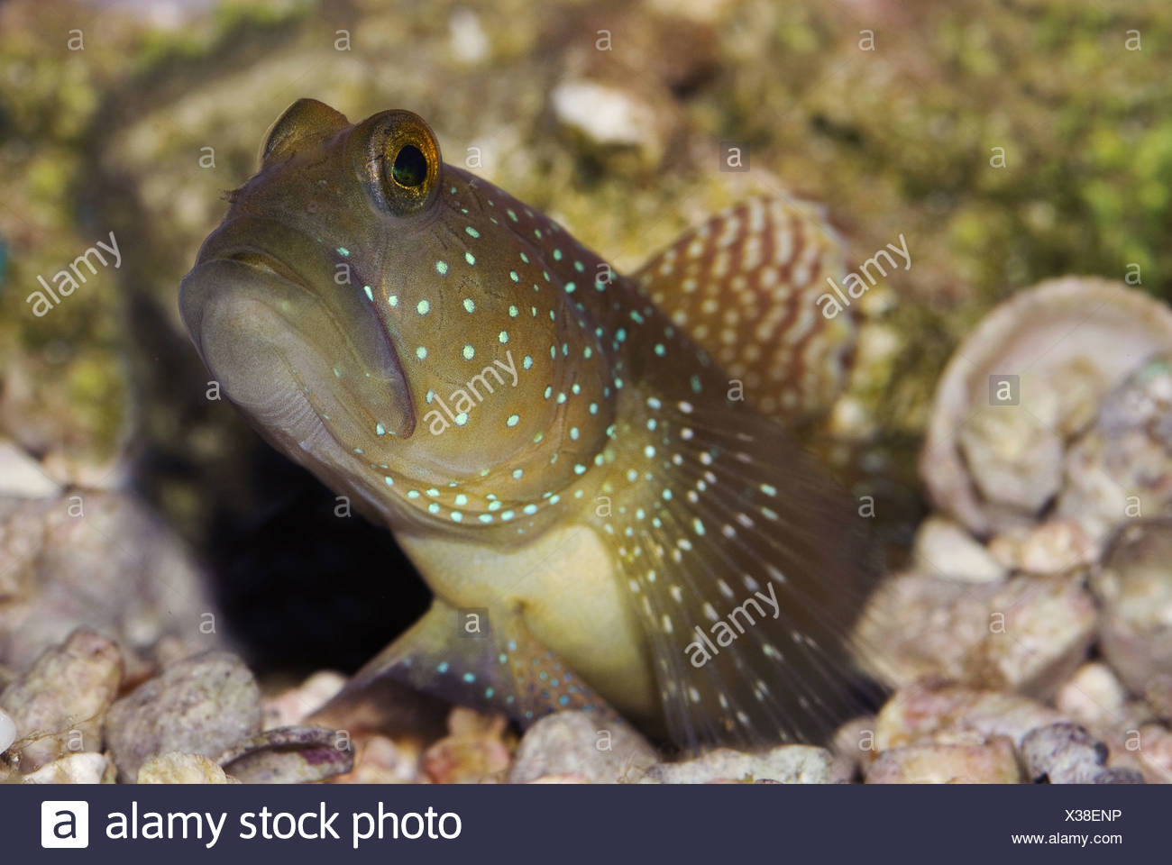 Spotted Prawn Gobies High Resolution Stock Photography and Images - Alamy