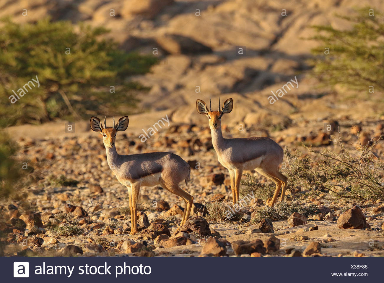 Beira Stock Photos & Beira Stock Images - Alamy