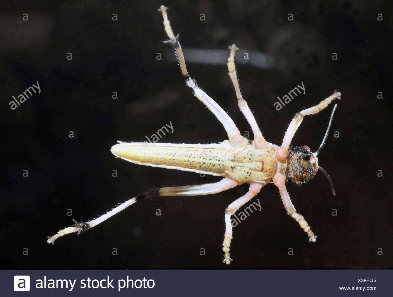 Prothorax High Resolution Stock Photography and Images - Alamy