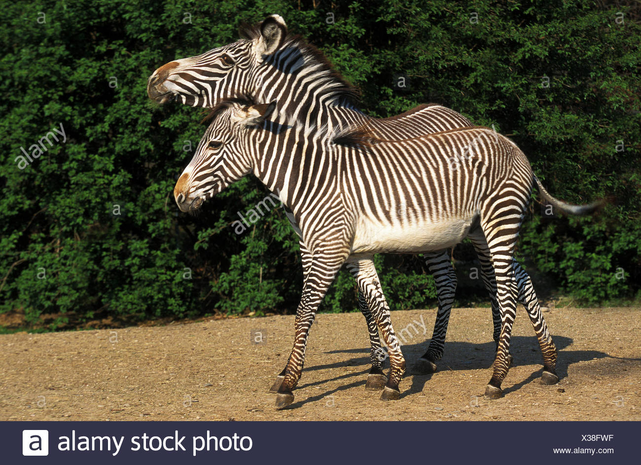 Grevys Zebra Equus Grevyi Female High Resolution Stock Photography and ...