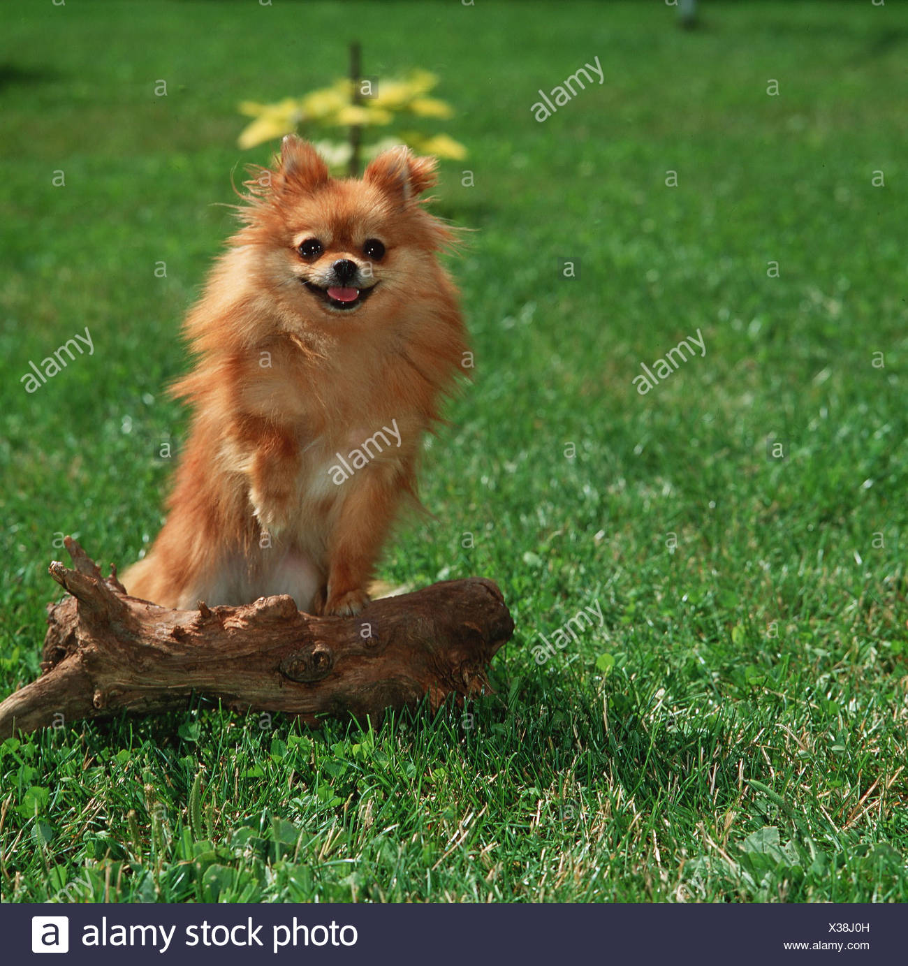 Pommeranian Stock Photos & Pommeranian Stock Images - Alamy