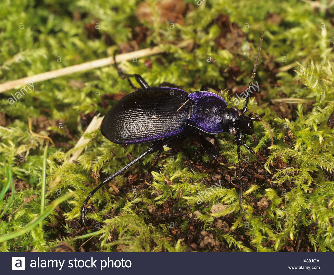 Carabus Monilis High Resolution Stock Photography and Images - Alamy
