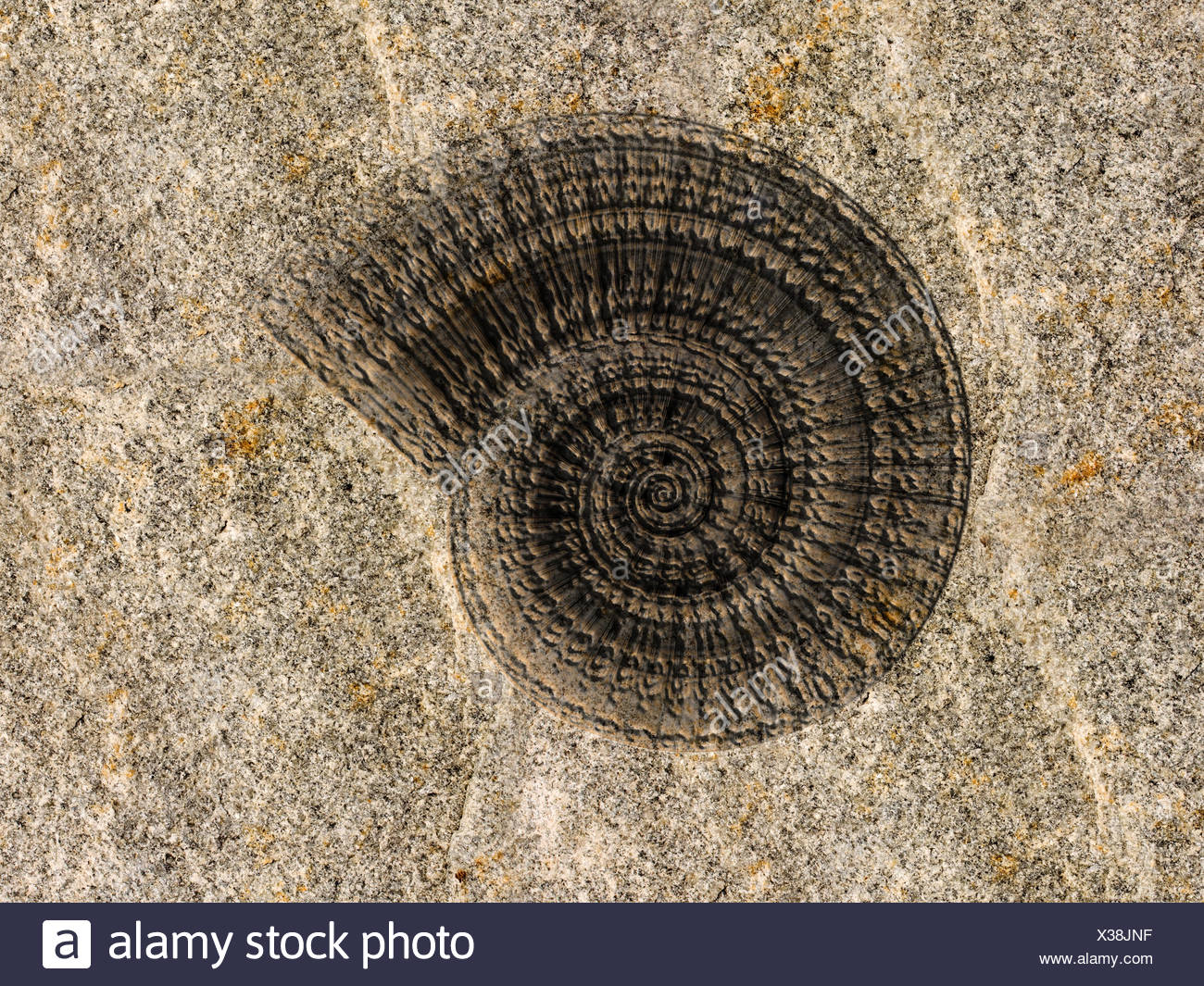 Shell Prehistoric Stock Photos & Shell Prehistoric Stock Images - Alamy