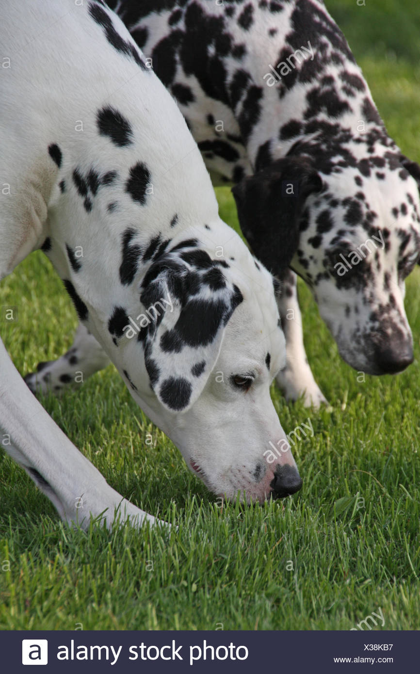 Dalmatians Stock Photos & Dalmatians Stock Images - Alamy