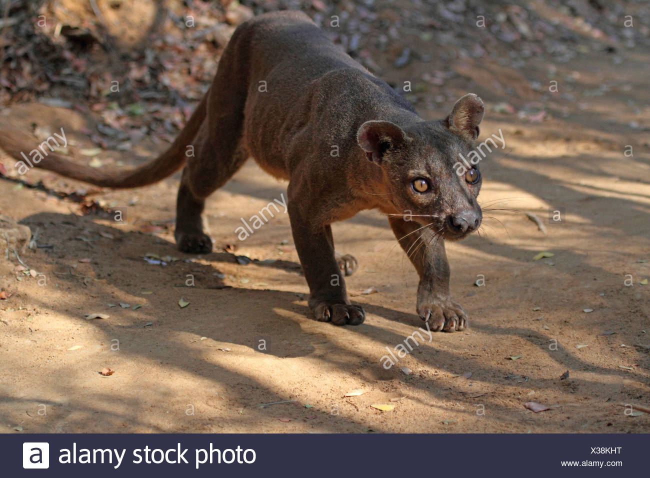 Largest Predator Of Madagascar Stock Photos & Largest Predator Of ...