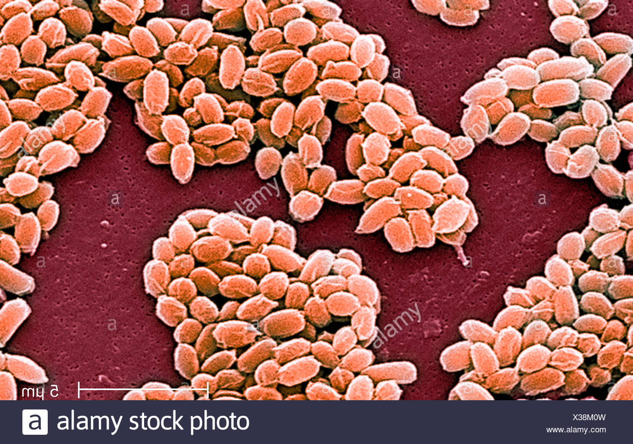 Protein Coat High Resolution Stock Photography and Images - Alamy
