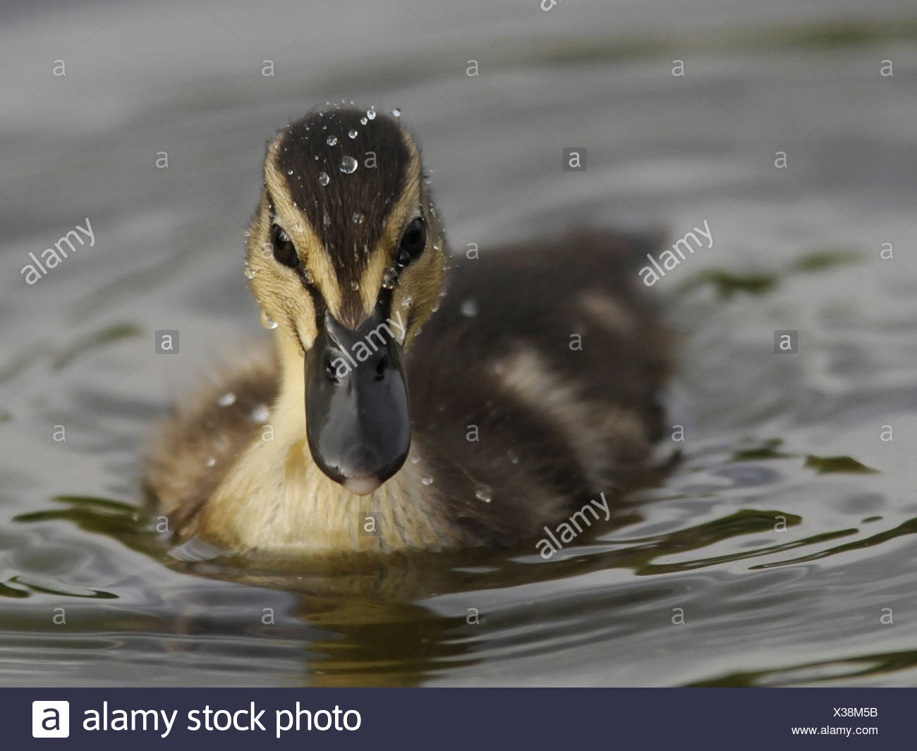 Little Duckling High Resolution Stock Photography and Images - Alamy