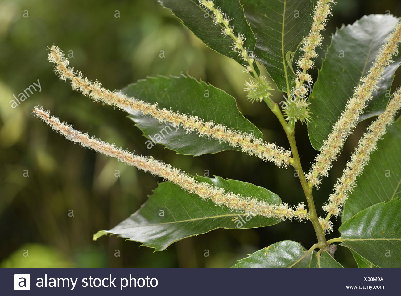 Fagaceae Trees In Spring High Resolution Stock Photography and Images ...