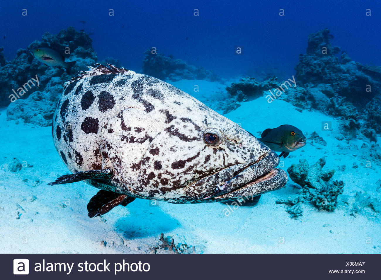 Queensland Giant Grouper High Resolution Stock Photography and Images ...