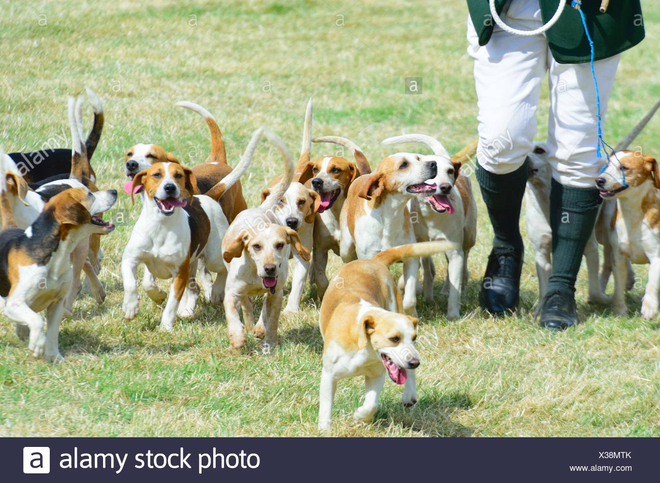 Hunting Beagles High Resolution Stock Photography and Images - Alamy