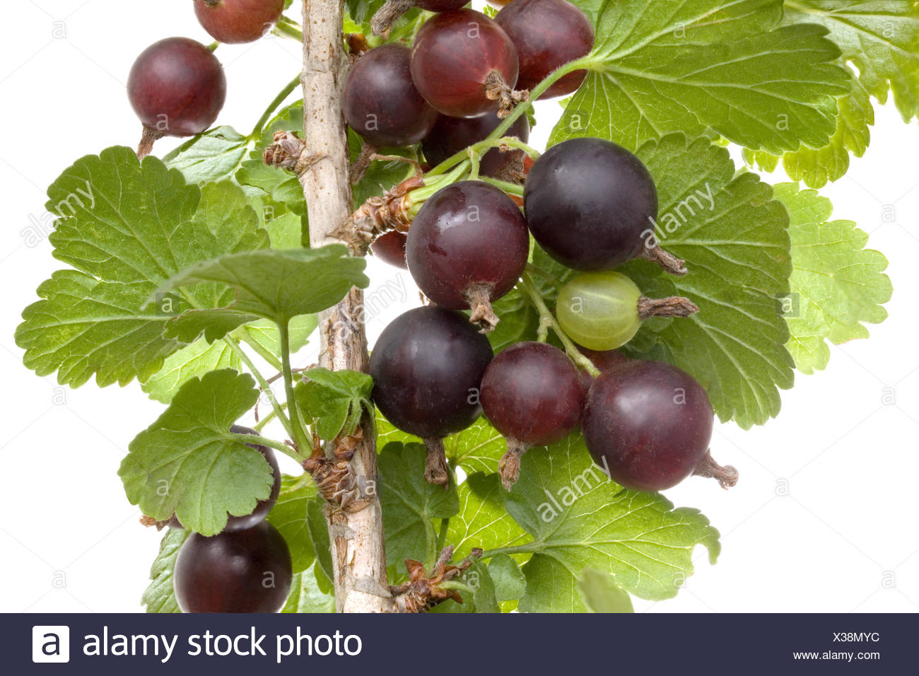 Gooseberry Plant High Resolution Stock Photography and Images - Alamy