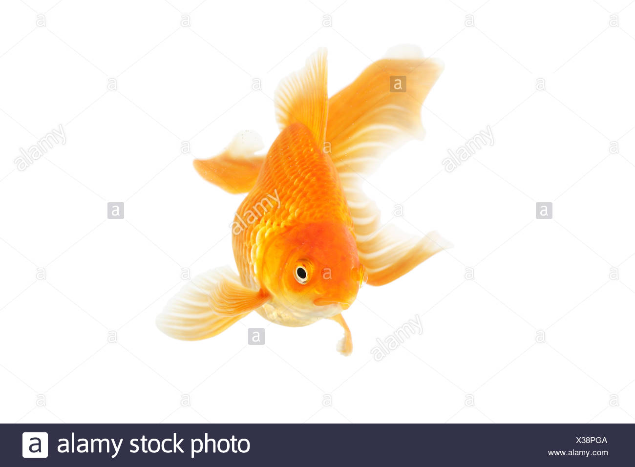 Fantail Fish High Resolution Stock Photography and Images - Alamy