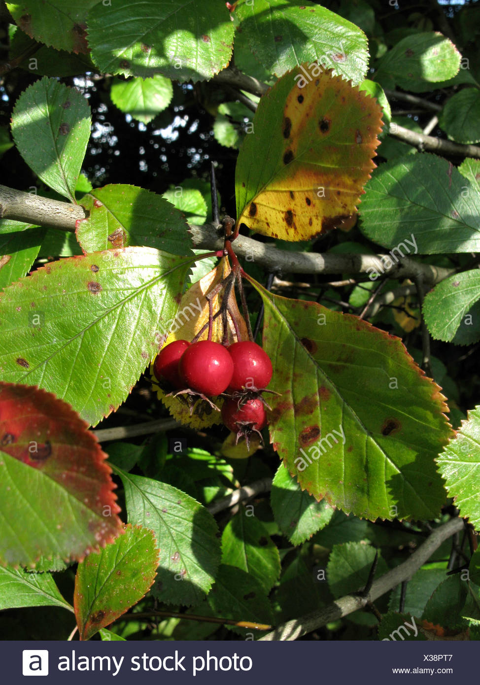 Crataegus Persimilis 'prunifolia' High Resolution Stock Photography and ...