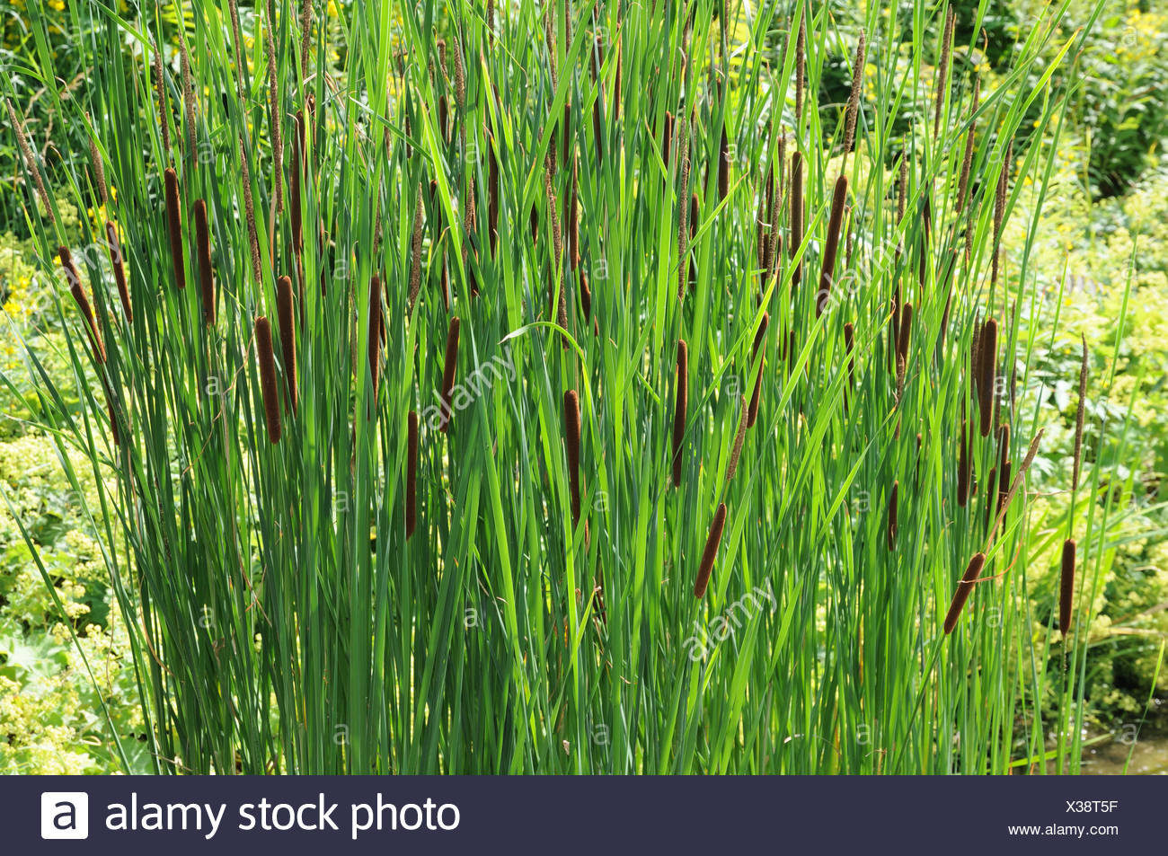 Bullrush High Resolution Stock Photography and Images - Alamy