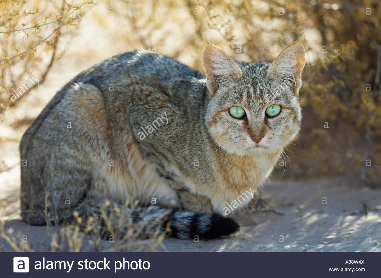 Felis Silvestris Lybica High Resolution Stock Photography and Images ...