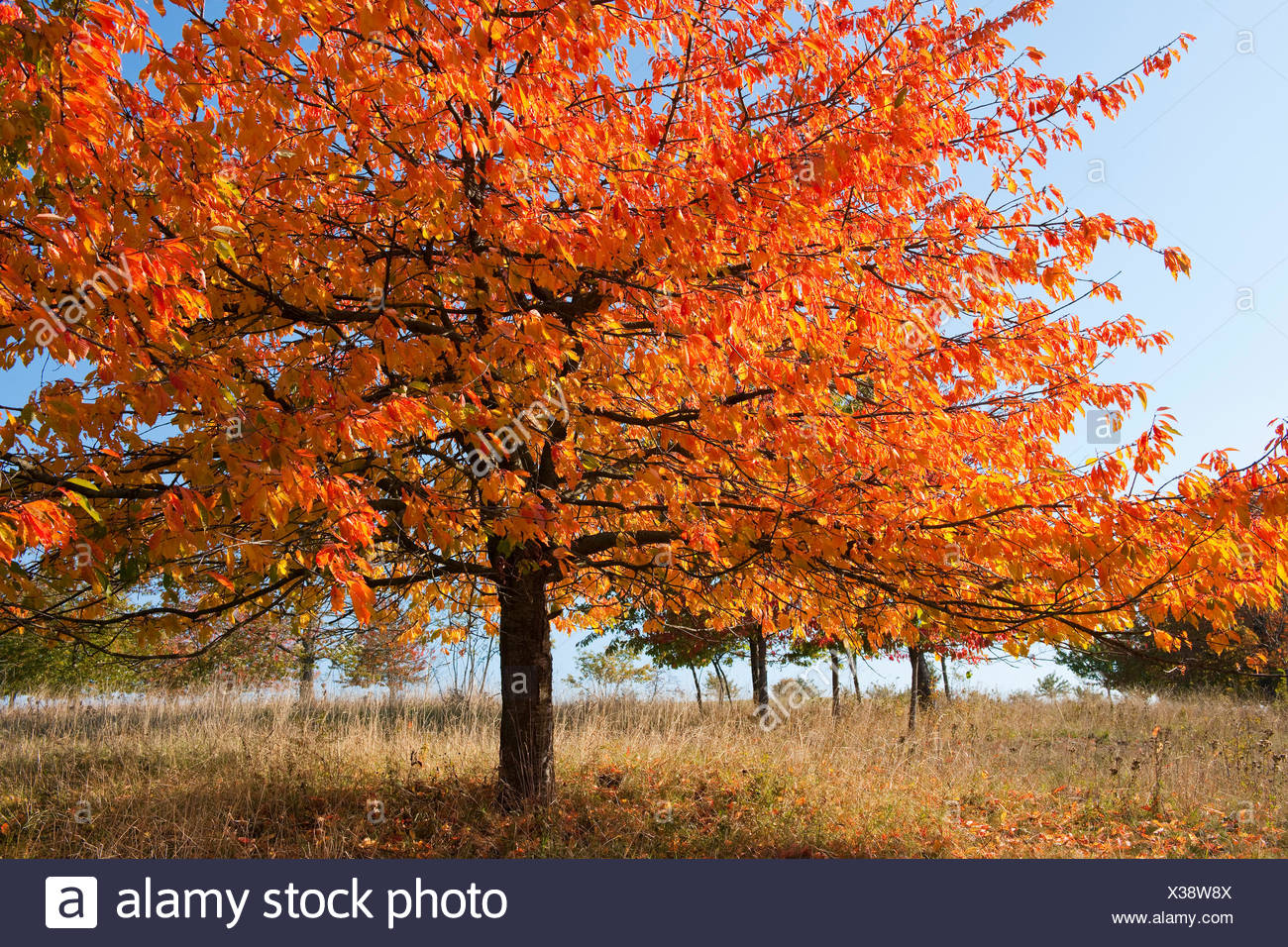 Prunus Avium Autumn High Resolution Stock Photography and Images - Alamy