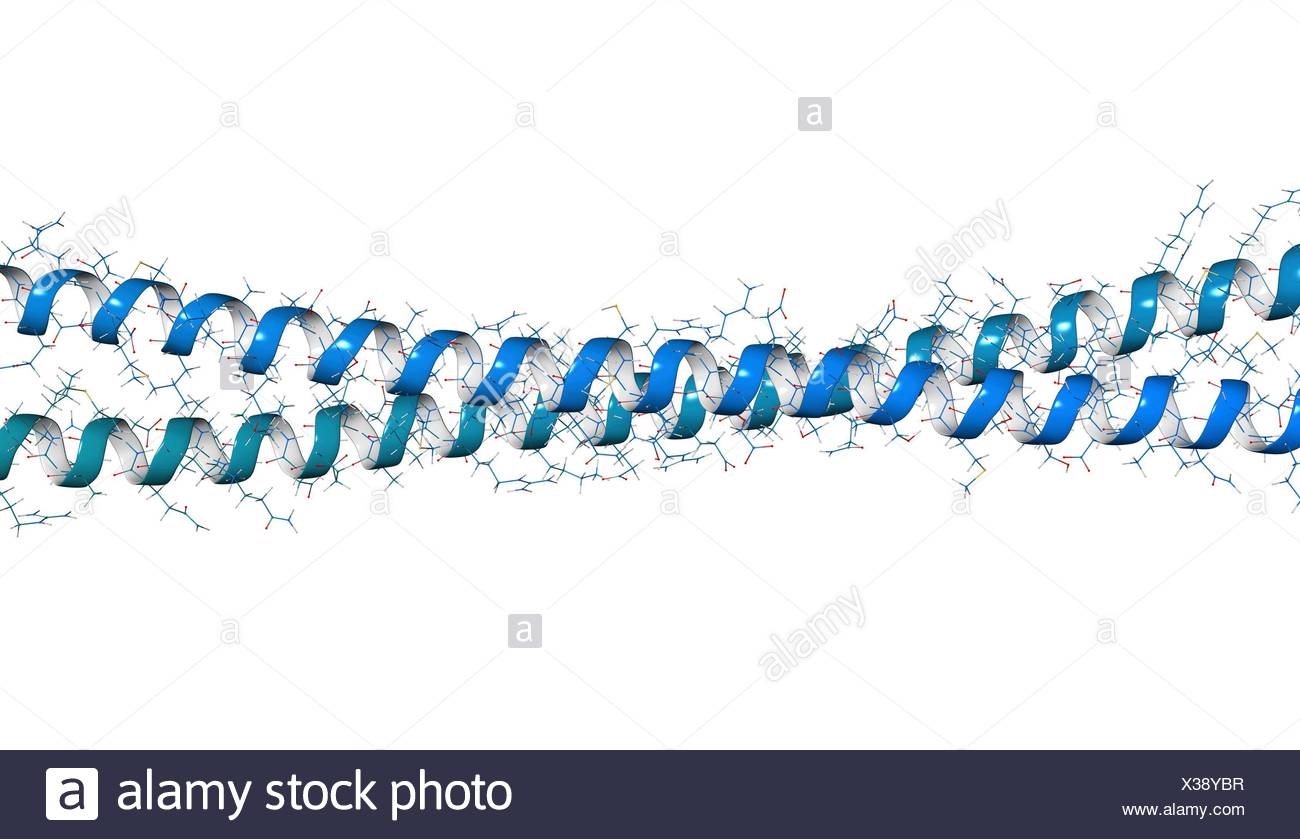 Protein Filament High Resolution Stock Photography and Images - Alamy