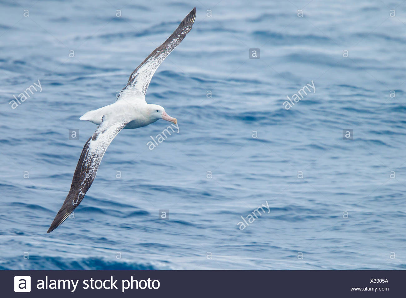 Birds Flying Over Atlantic Ocean High Resolution Stock Photography and ...