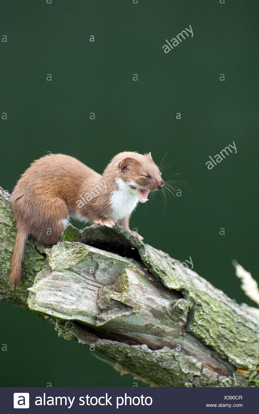British Wildlife High Resolution Stock Photography and Images - Alamy