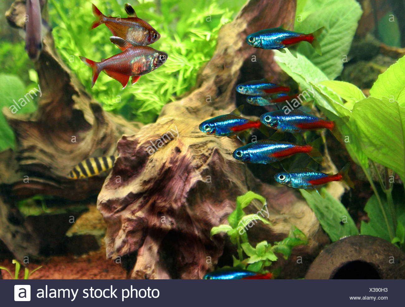 Hyphessobrycon Innesi High Resolution Stock Photography and Images - Alamy