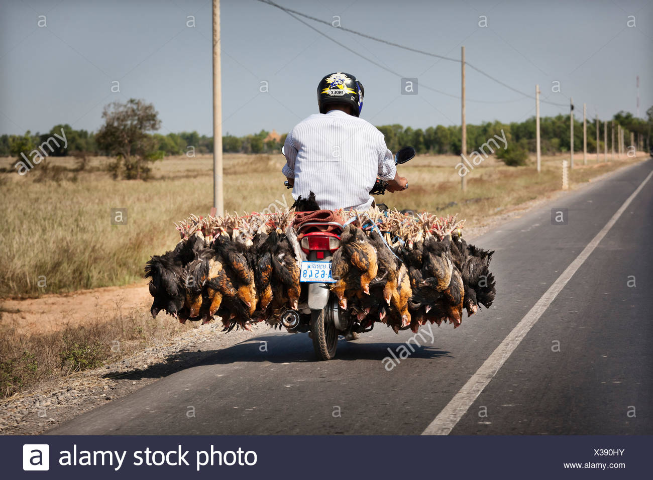 Transporting Chickens High Resolution Stock Photography and Images - Alamy