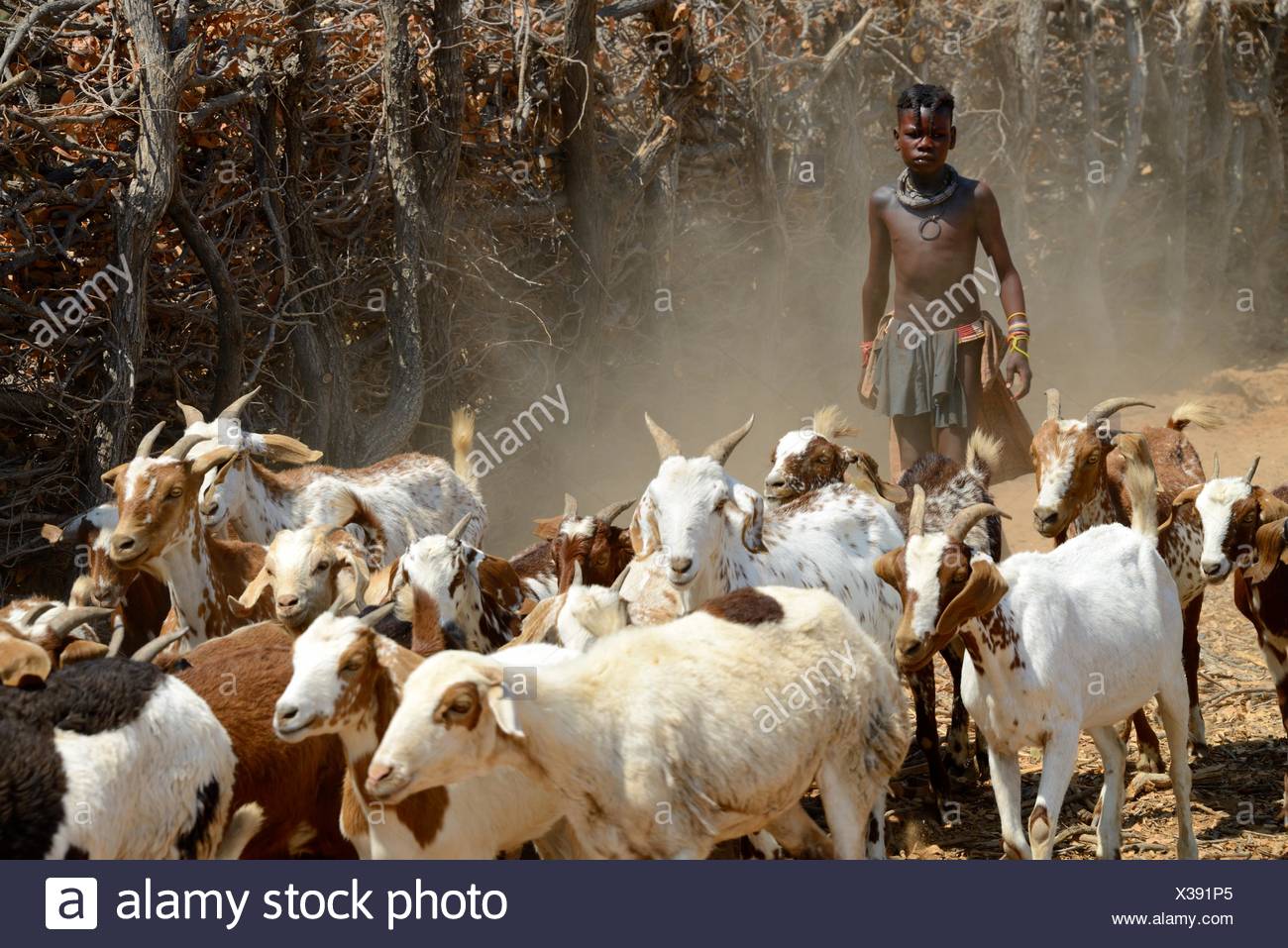 Girl With Cattle High Resolution Stock Photography and Images - Alamy