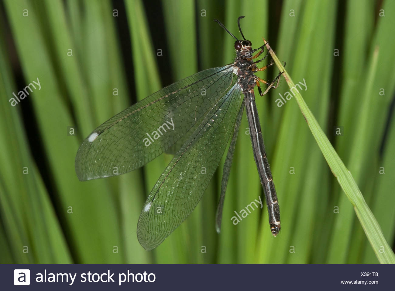 Ant Lion Myrmeleon Formicarius Stock Photos & Ant Lion Myrmeleon ...