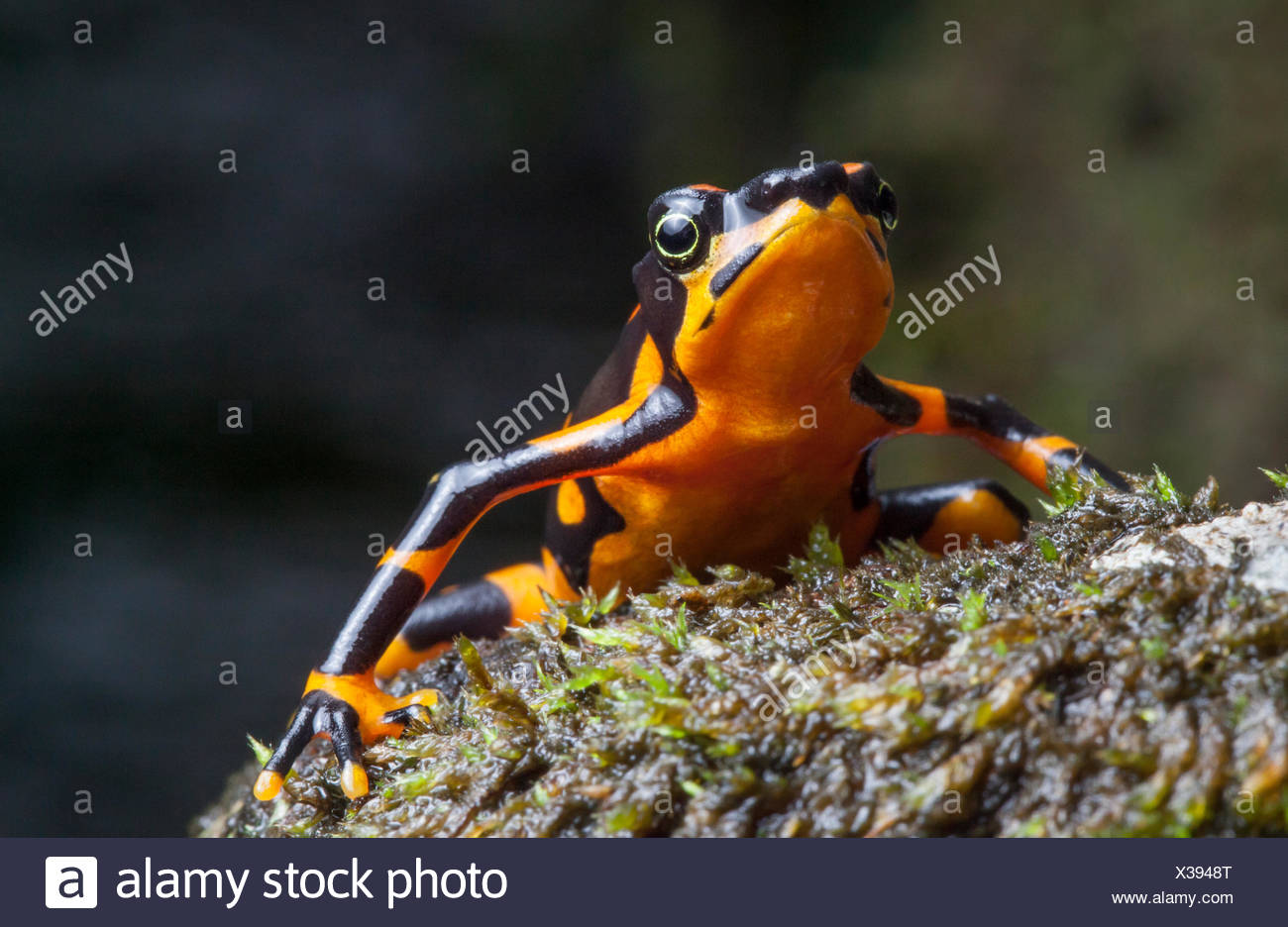 Frog Stock Photos & Frog Stock Images - Alamy