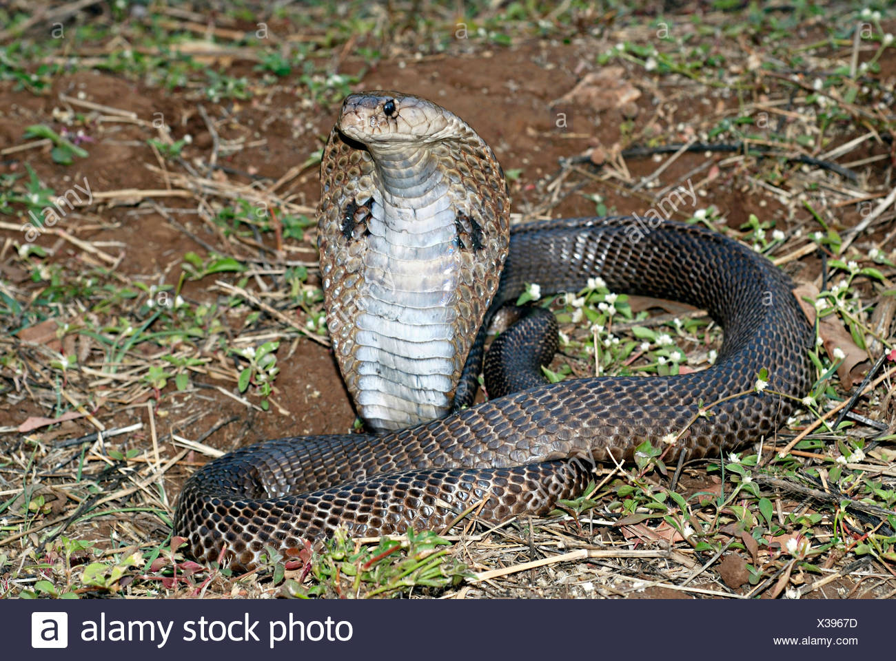 Elapid Snakes Stock Photos & Elapid Snakes Stock Images - Alamy