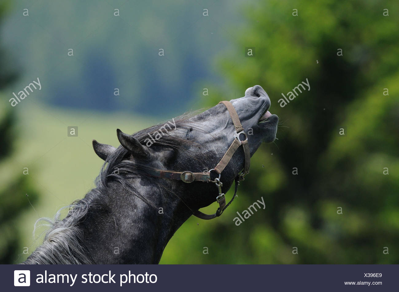 Horse Mating Stock Photos & Horse Mating Stock Images - Alamy
