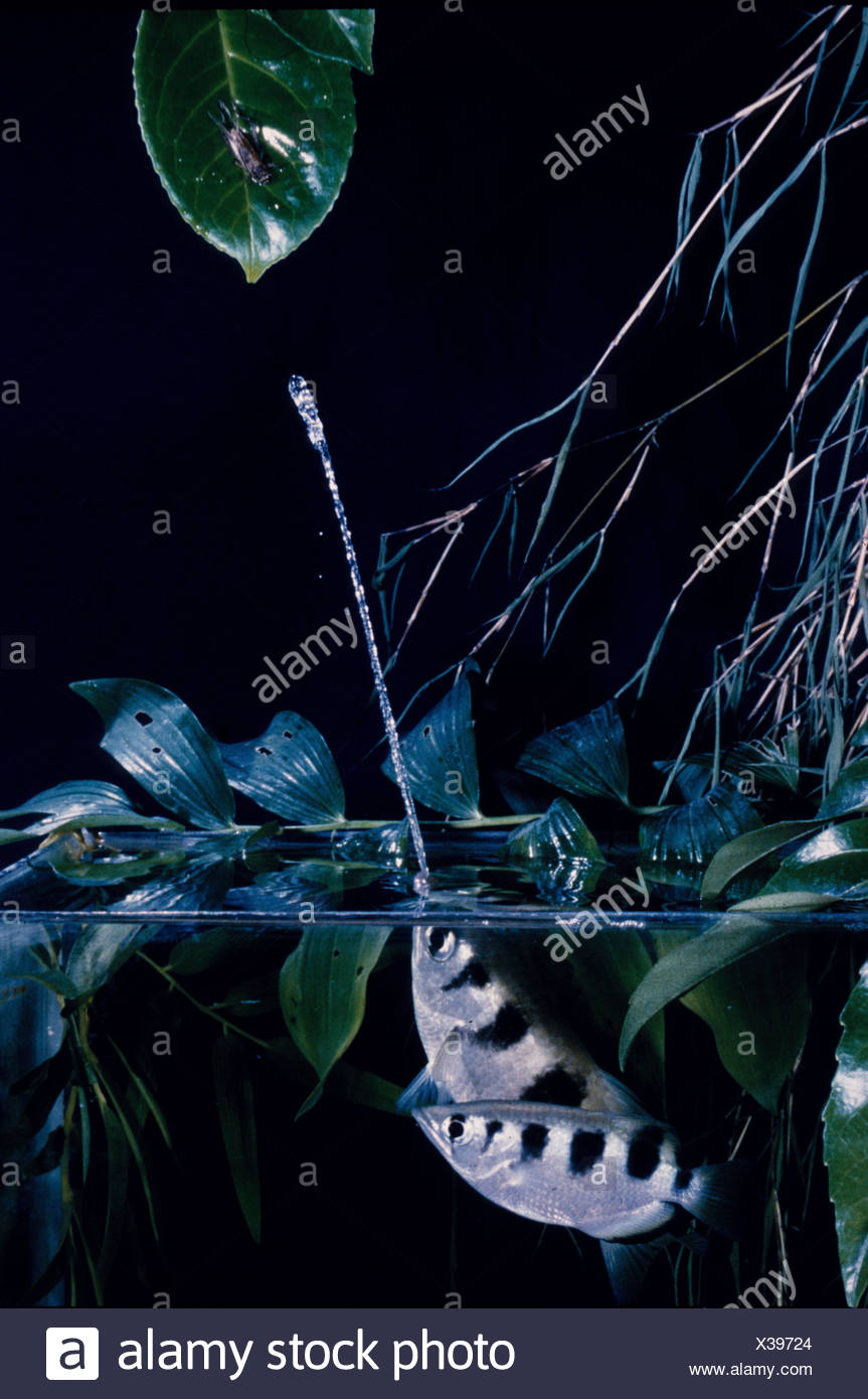 Archer Fishes High Resolution Stock Photography and Images - Alamy