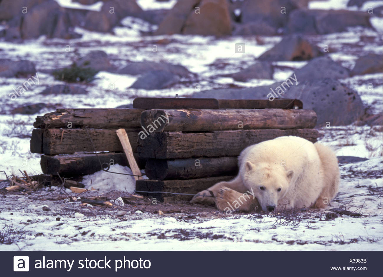 Bear Traps High Resolution Stock Photography and Images - Alamy