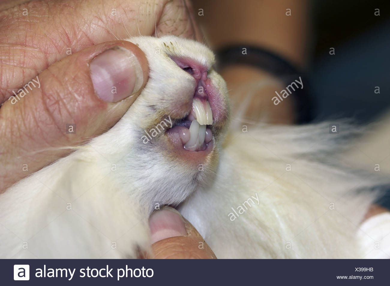 Rabbit Teeth High Resolution Stock Photography and Images - Alamy