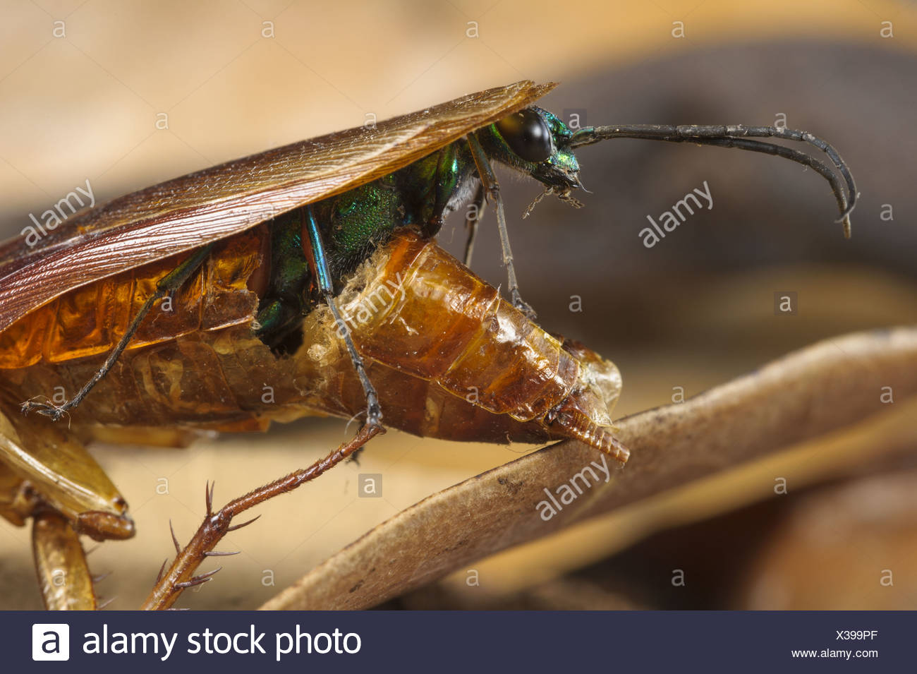 Female American Cockroach High Resolution Stock Photography and Images ...